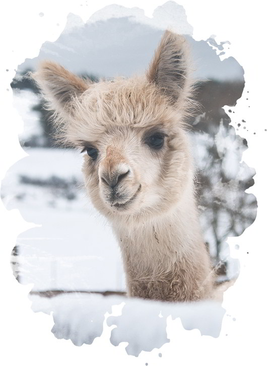 Nasze alpaki | Alpacone