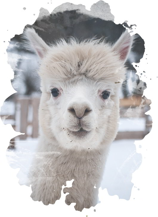 Nasze alpaki | Alpacone